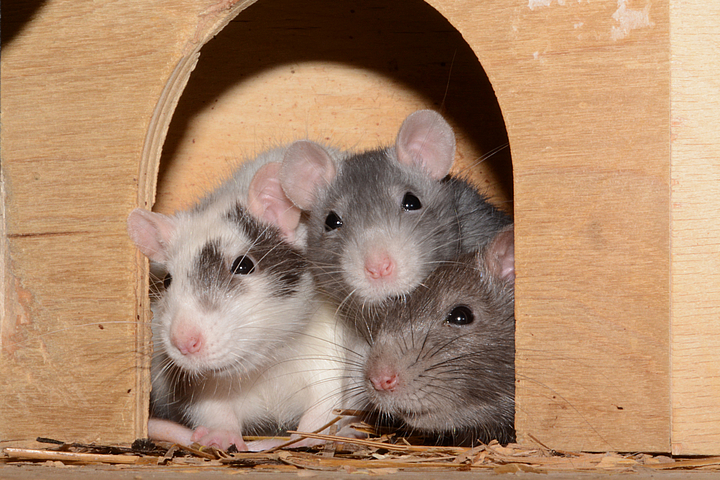 Das Haustierportal: Farbratte