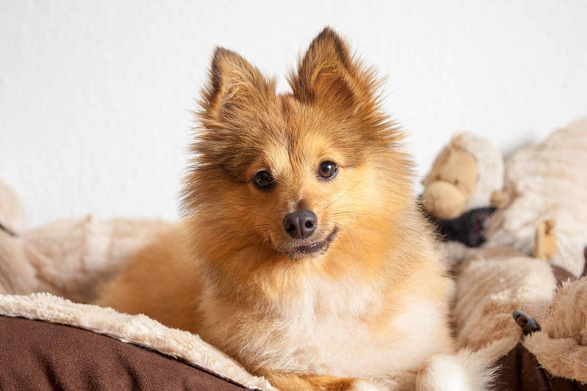 Das Haustierportal: Tipps zur Hundehaltung